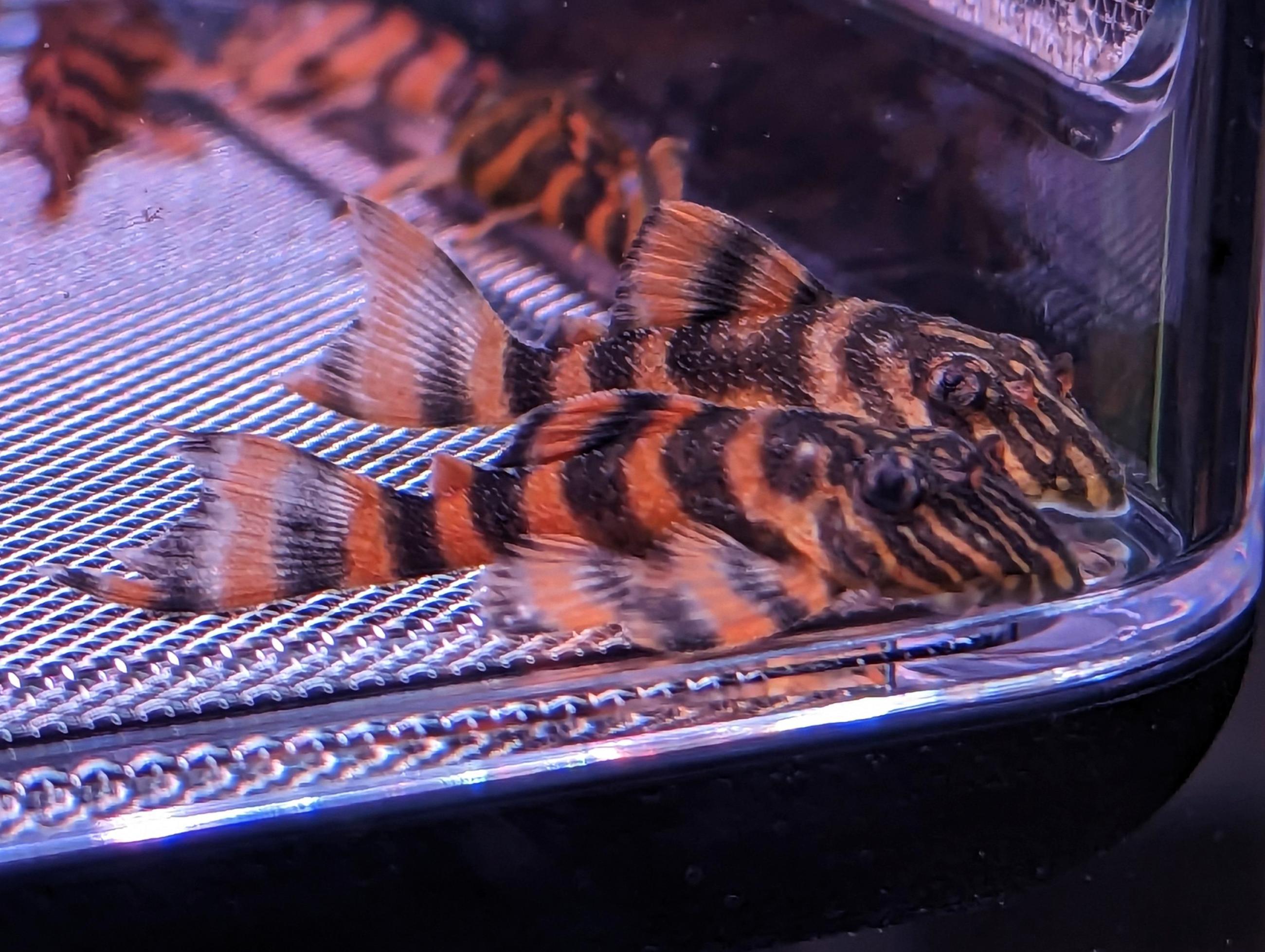 Buy L397 Alenquer Tiger Pleco online in Australia | Point Pleco Aquariums