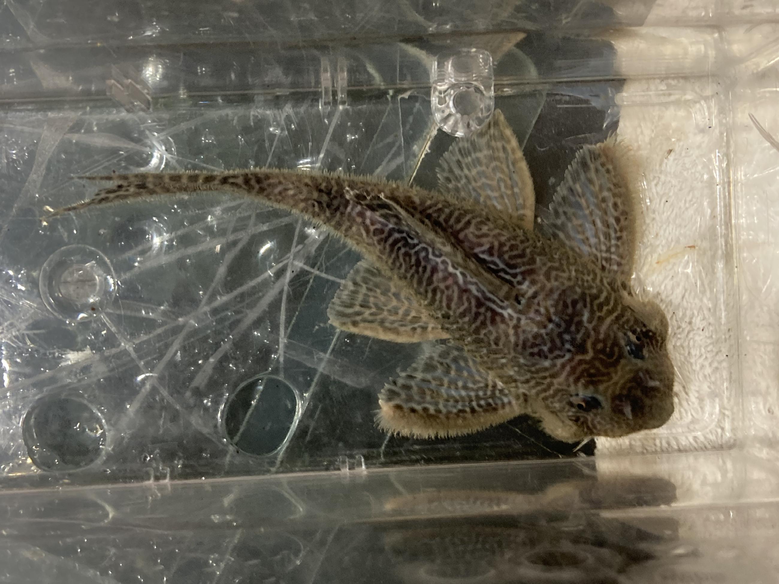 Buy L066 King Tiger Pleco Breeding Trio online in Australia | Point ...