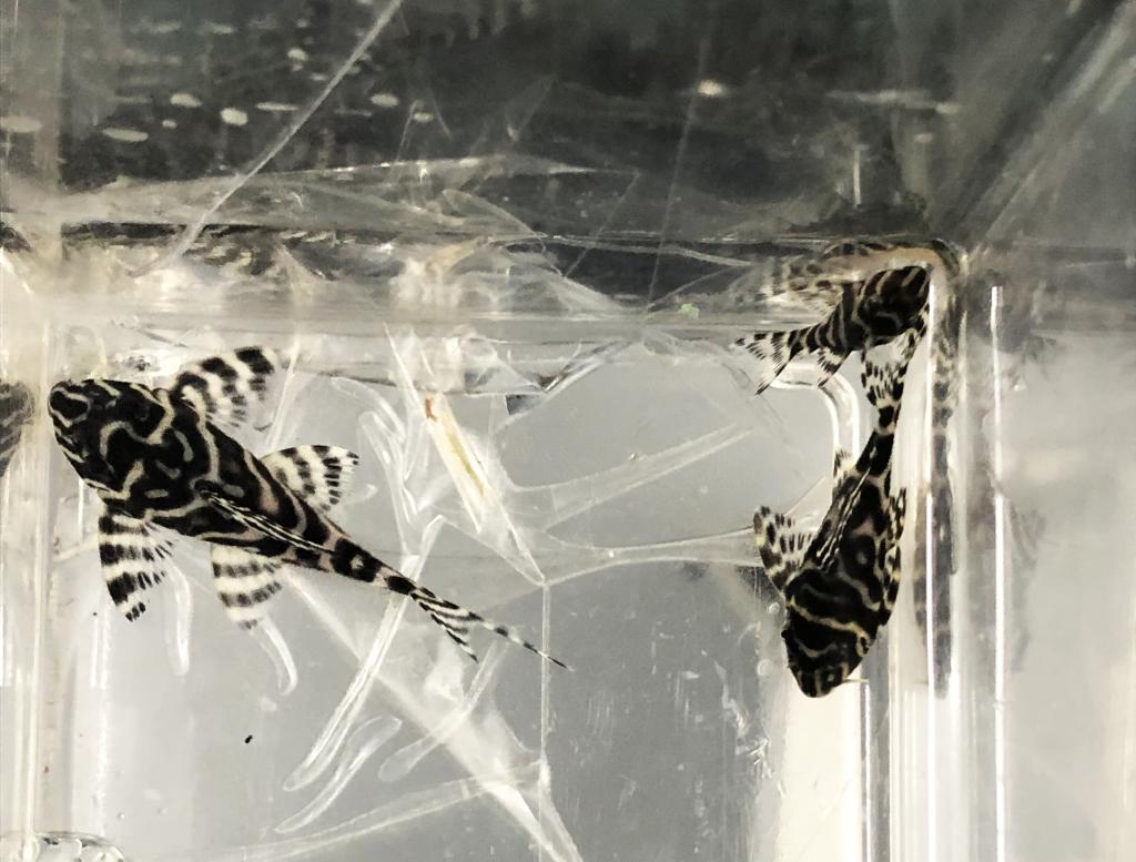 Buy quality L-Number Plecos & Shrimp online in Australia | Point Pleco ...