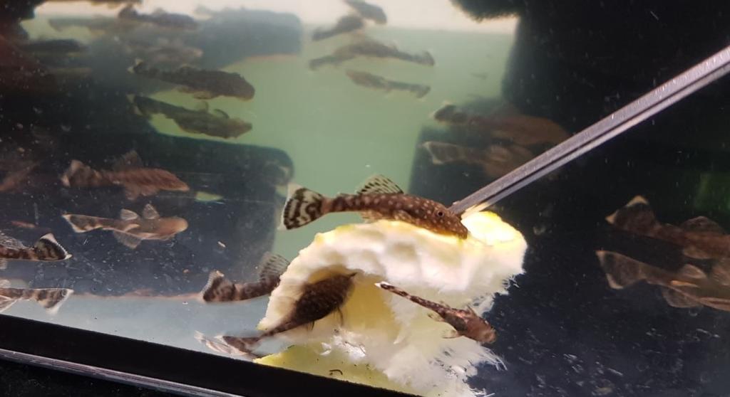 Buy Bristlenose Catfish online in Australia | Point Pleco Aquariums