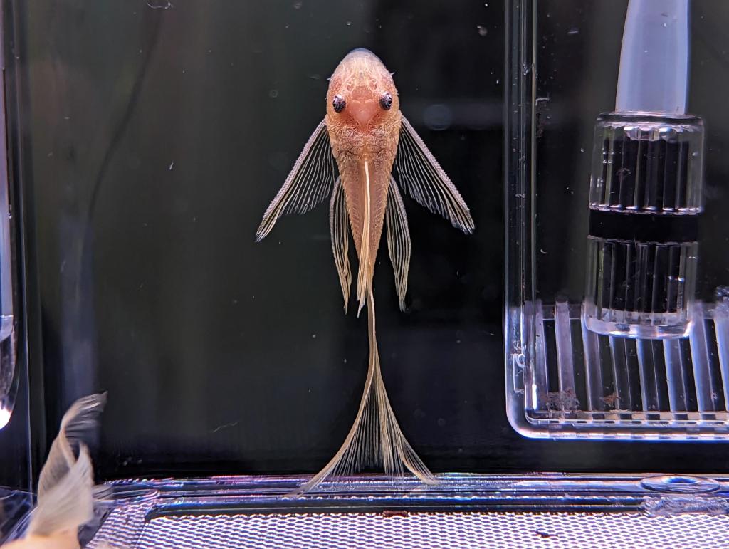 Buy Bristlenose Catfish online in Australia | Point Pleco Aquariums