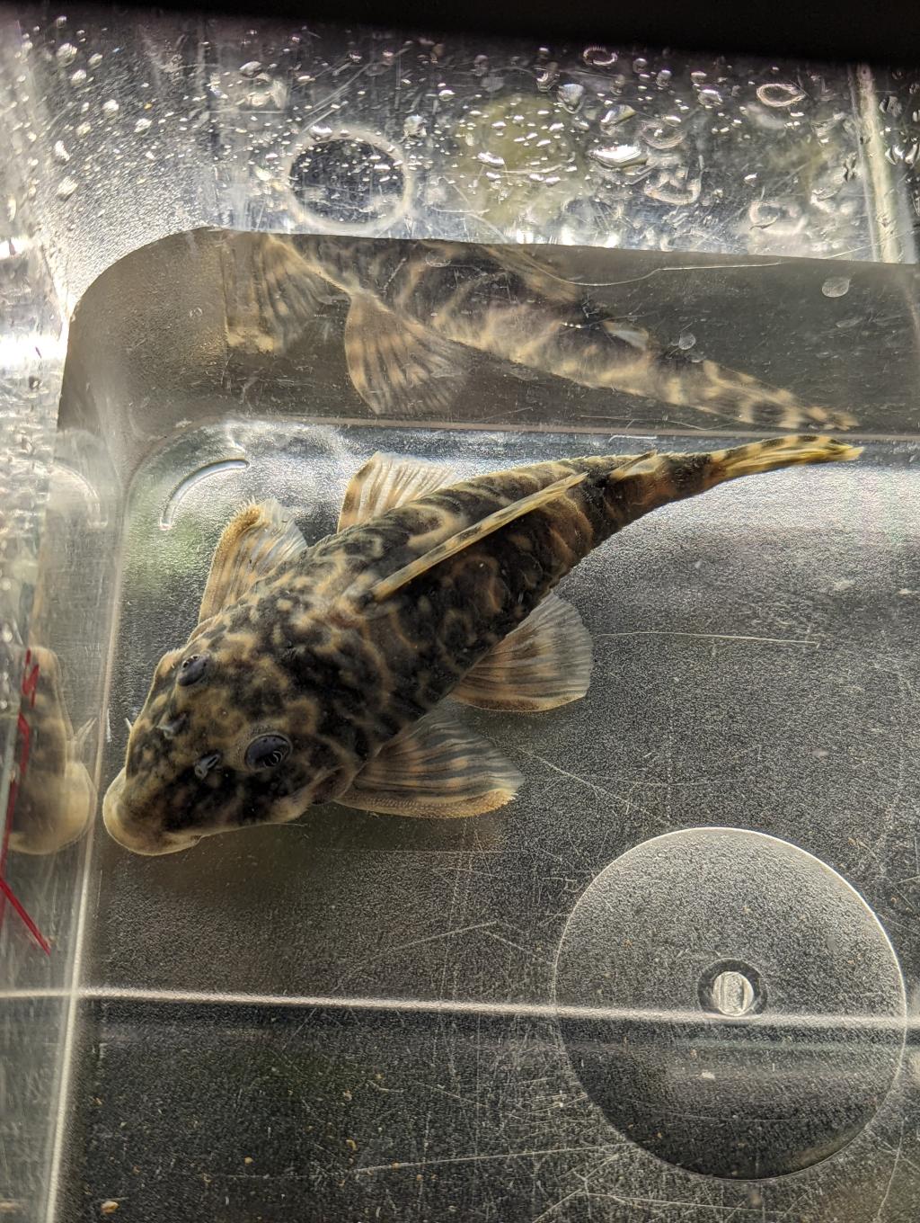 Buy L-Number Plecos online in Australia | Point Pleco Aquariums