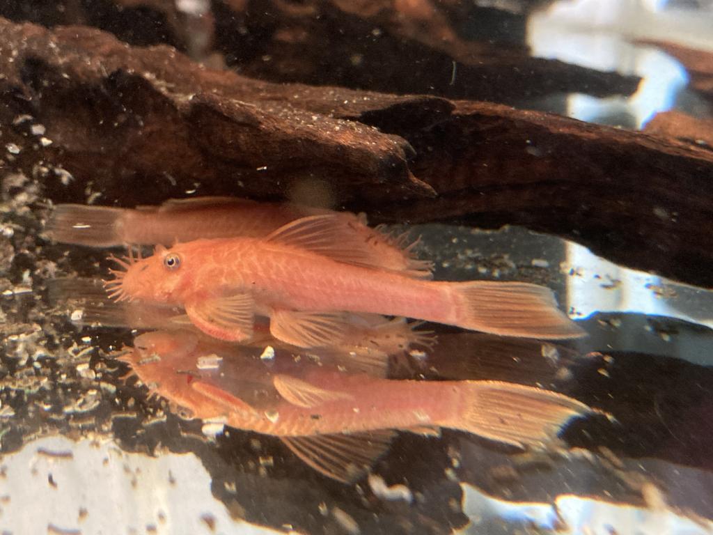 Buy Bristlenose Catfish online in Australia | Point Pleco Aquariums