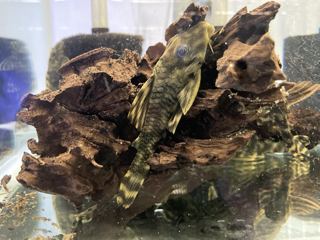 Buy quality L-Number Plecos & Shrimp online in Australia | Point Pleco ...