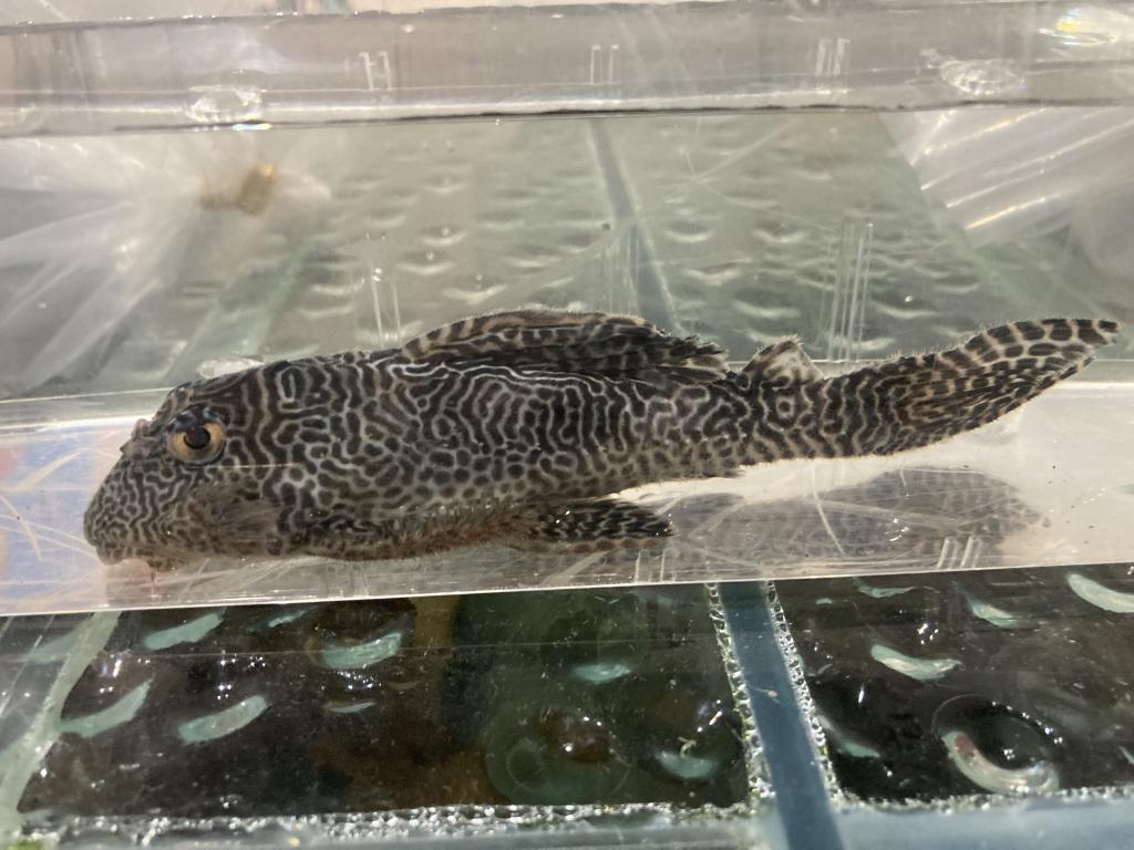 Buy L-Number Plecos online in Australia | Point Pleco Aquariums