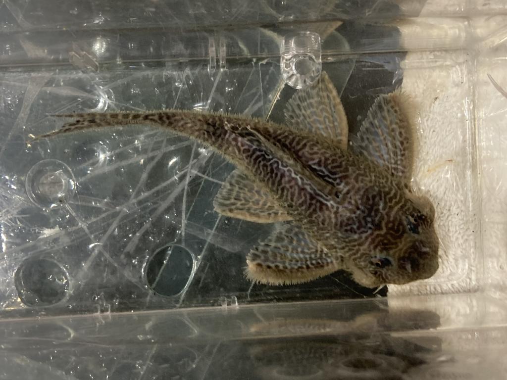 Buy L-Number Plecos online in Australia | Point Pleco Aquariums