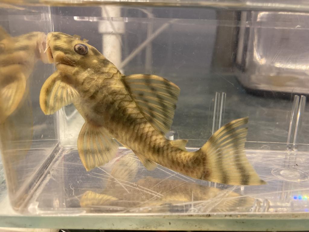 Buy L-Number Plecos online in Australia | Point Pleco Aquariums