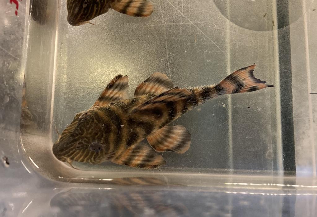 Buy L397 Alenquer Tiger Pleco Males online in Australia | Point Pleco ...