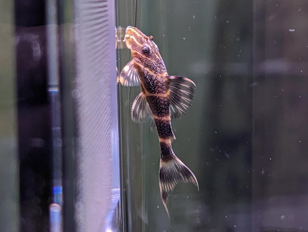 Buy quality L-Number Plecos & Shrimp online in Australia | Point Pleco ...