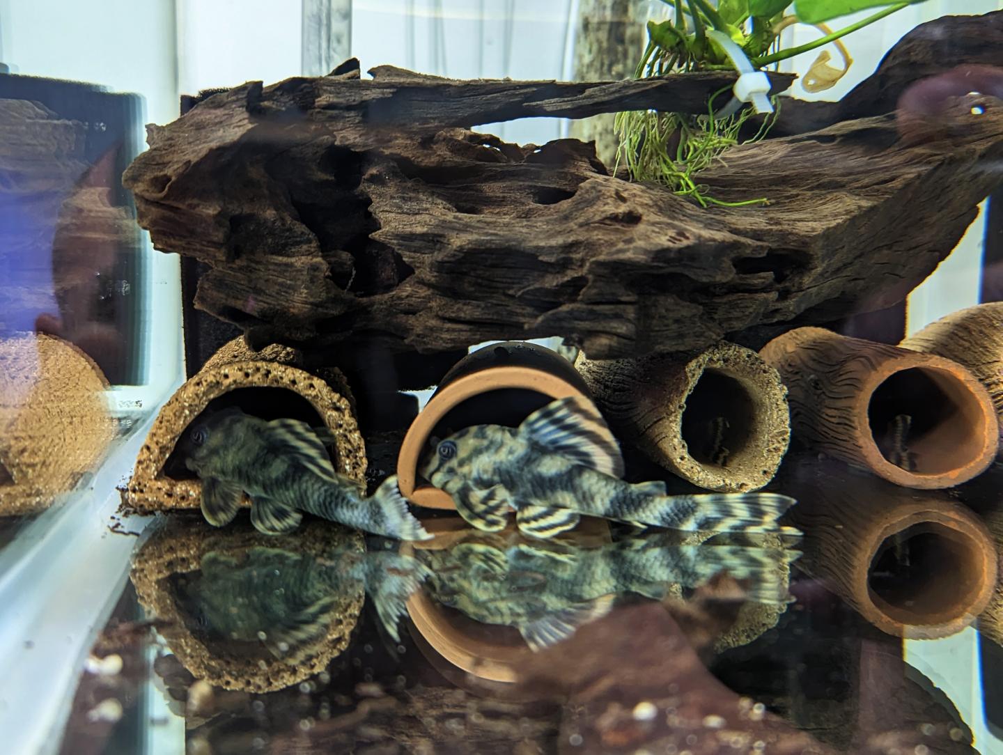 Buy L202 Shortlined Pleco online in Australia | Point Pleco Aquariums