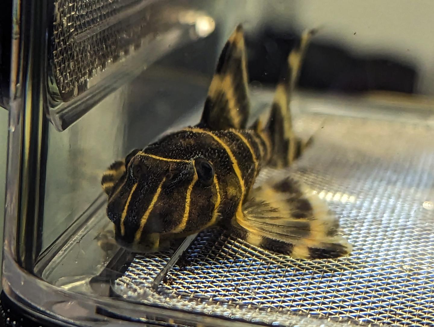 Buy L204 Flash Pleco online in Australia | Point Pleco Aquariums