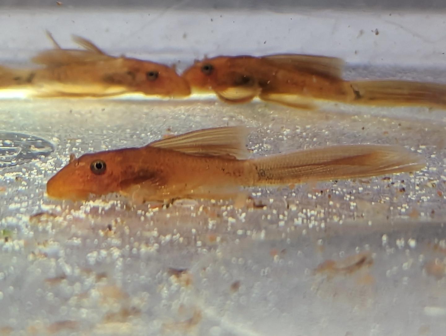 Buy Bristlenose Catfish online in Australia | Point Pleco Aquariums