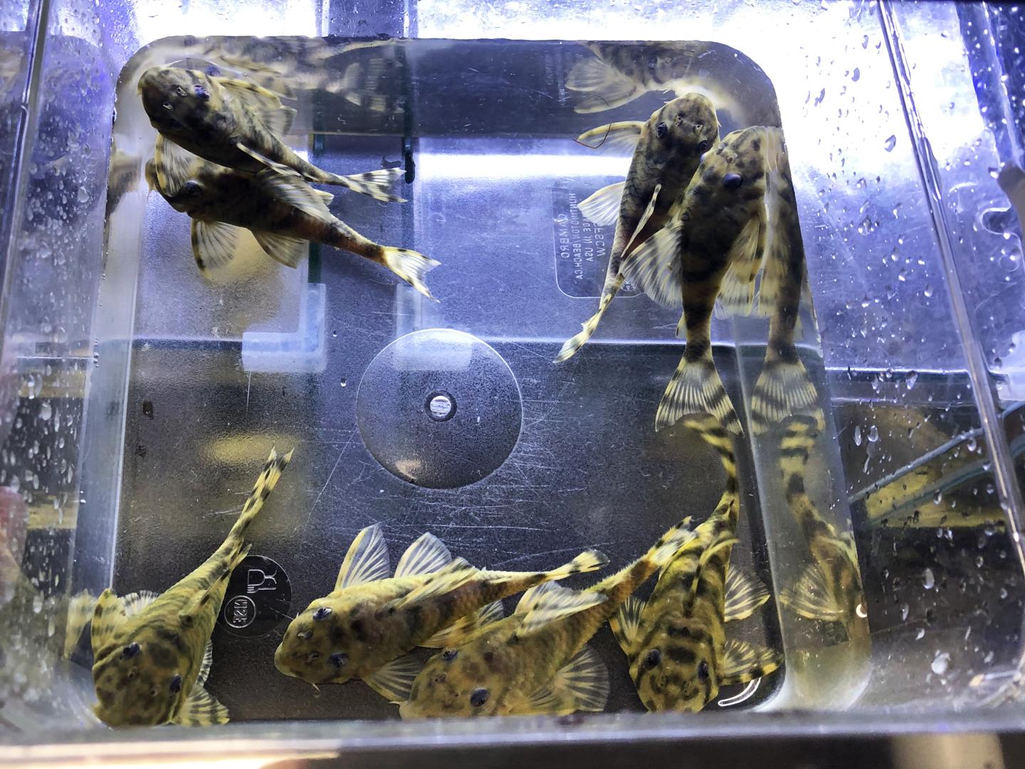 Buy L202 Shortlined Pleco online in Australia | Point Pleco Aquariums