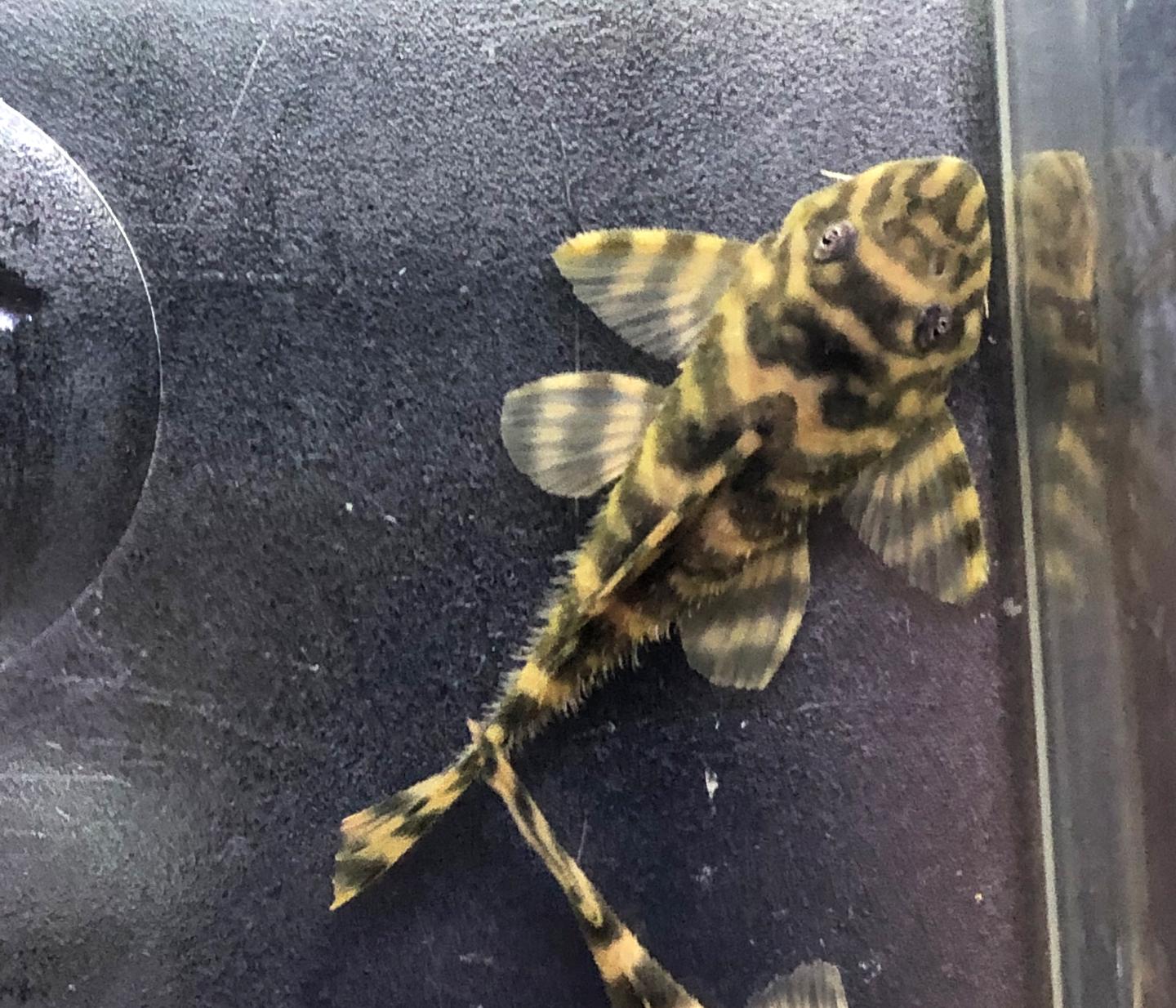 Buy L080 Spiny Pleco online in Australia | Point Pleco Aquariums