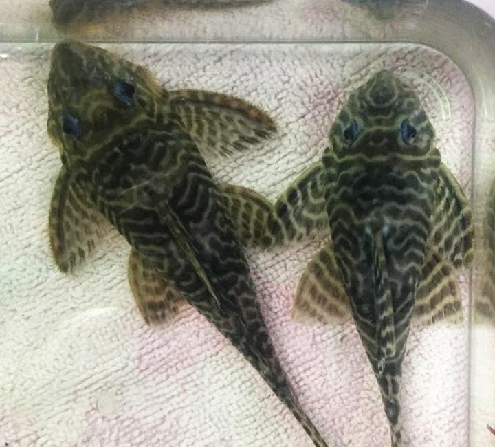 Buy L333 Pleco online in Australia | Point Pleco Aquariums