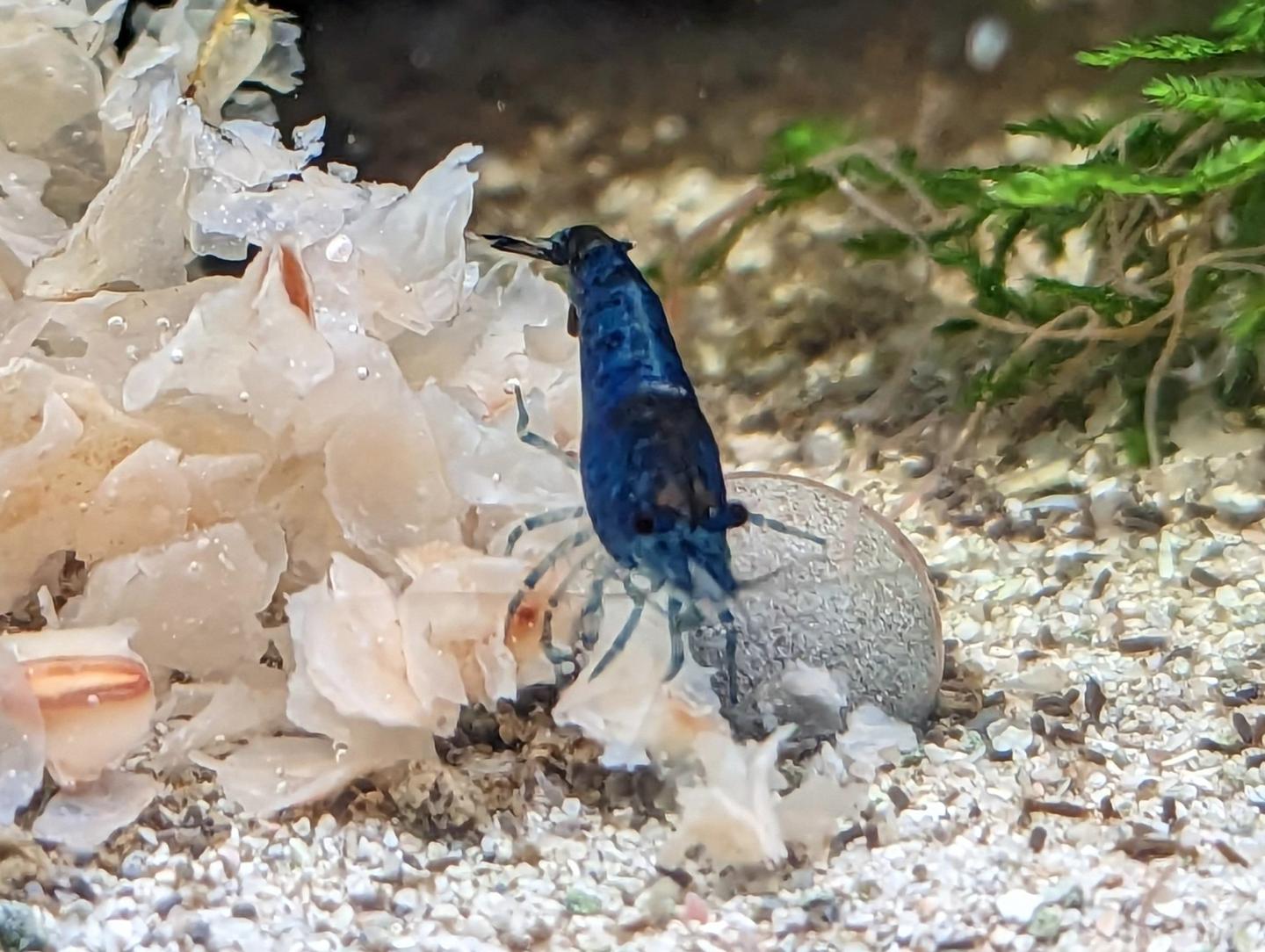 Buy Neocaridina Blue Dream Cherry Shrimp online in Australia | Point ...