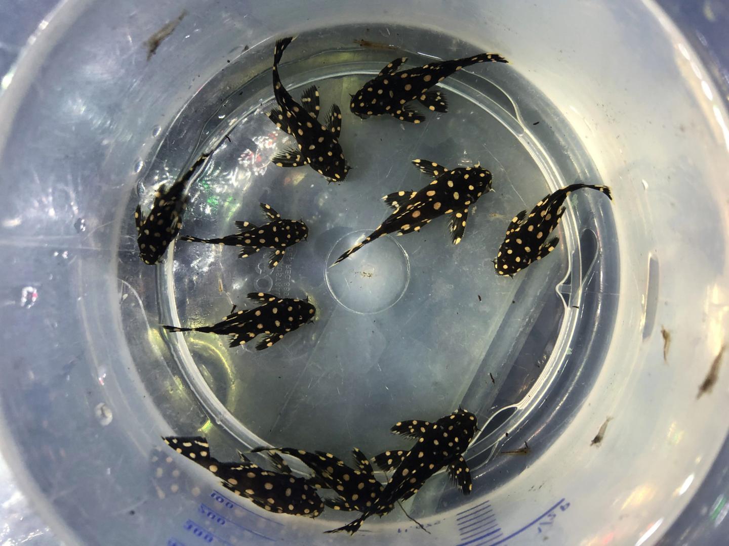 Buy L007 Vampire Pleco online in Australia | Point Pleco Aquariums