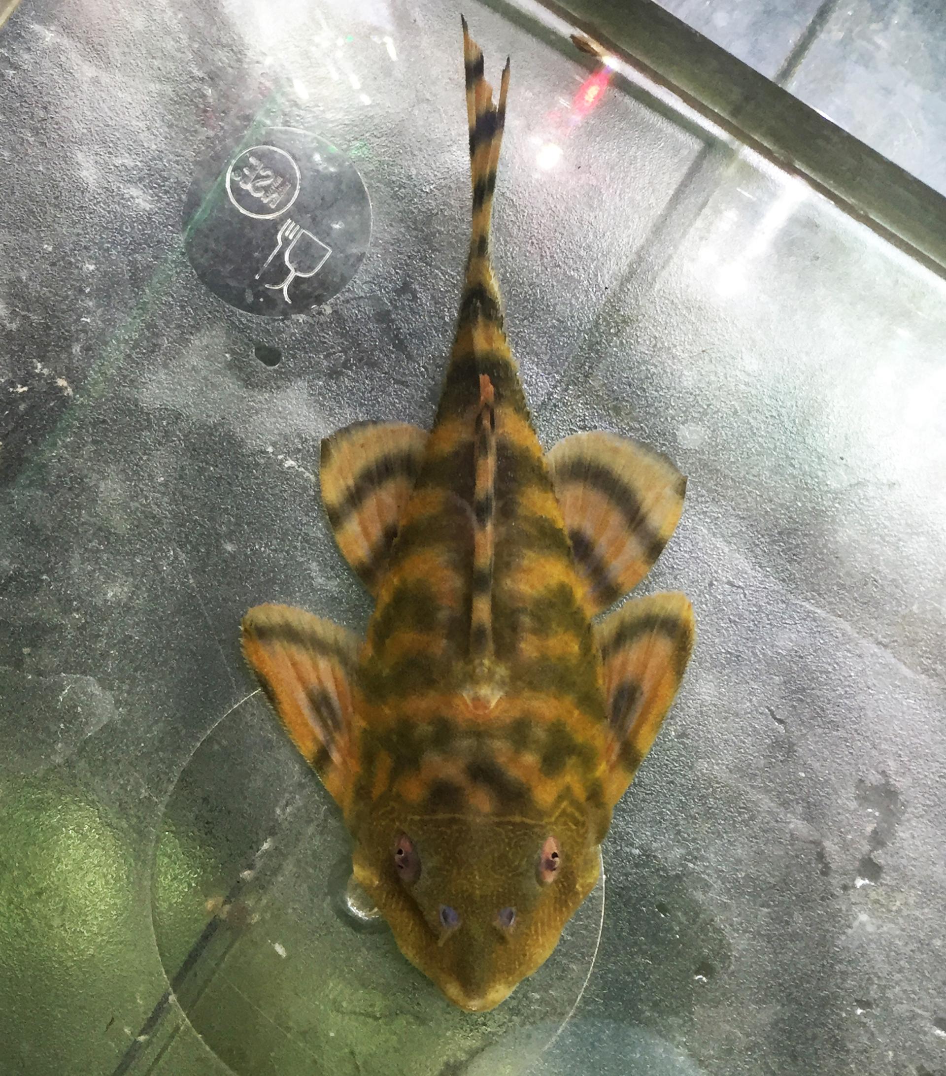 Buy L397 Alenquer Tiger Pleco online in Australia | Point Pleco Aquariums