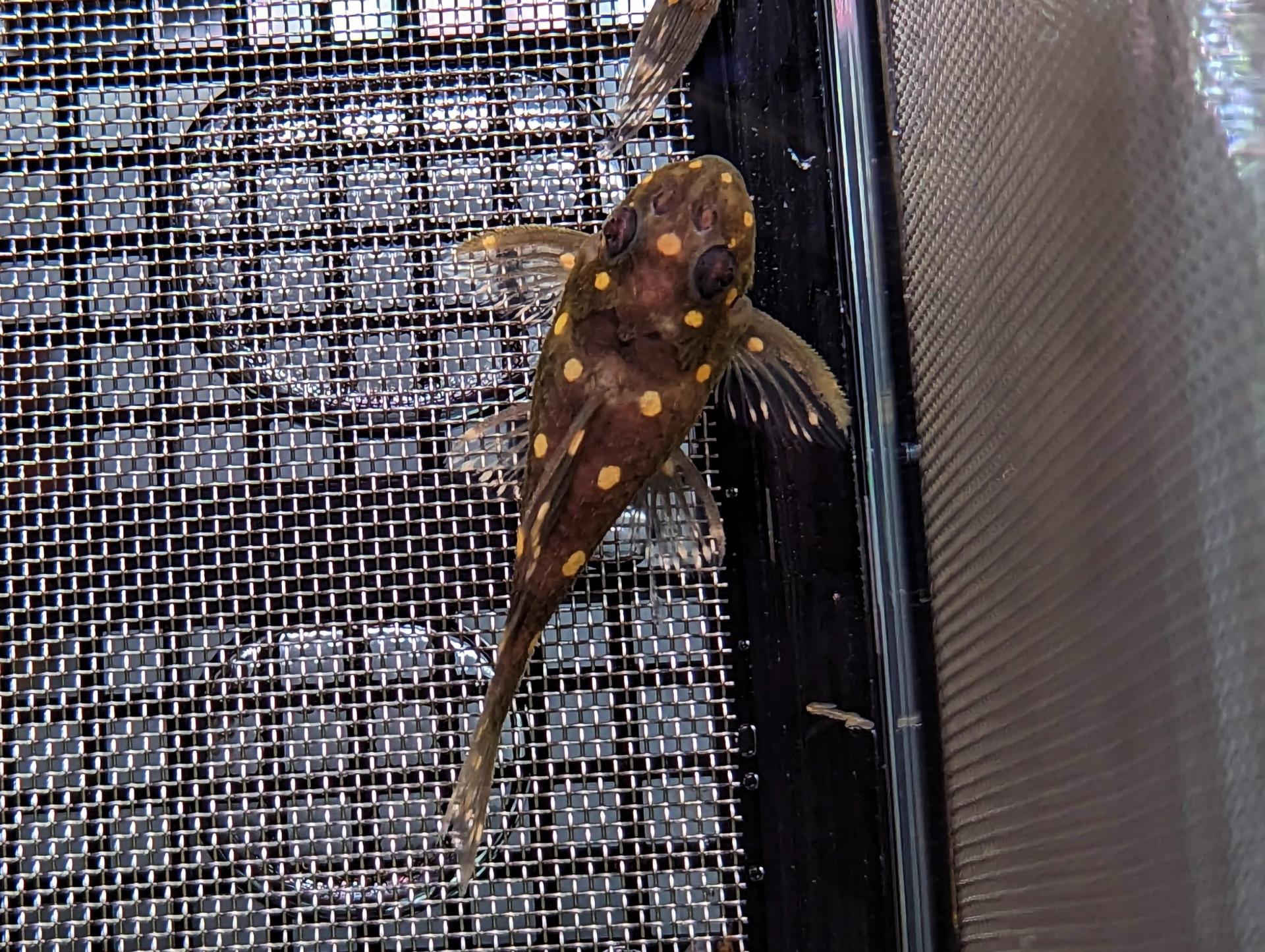 Buy L201 - Leucistic Silver Orinoco Angel Pleco online in Australia ...
