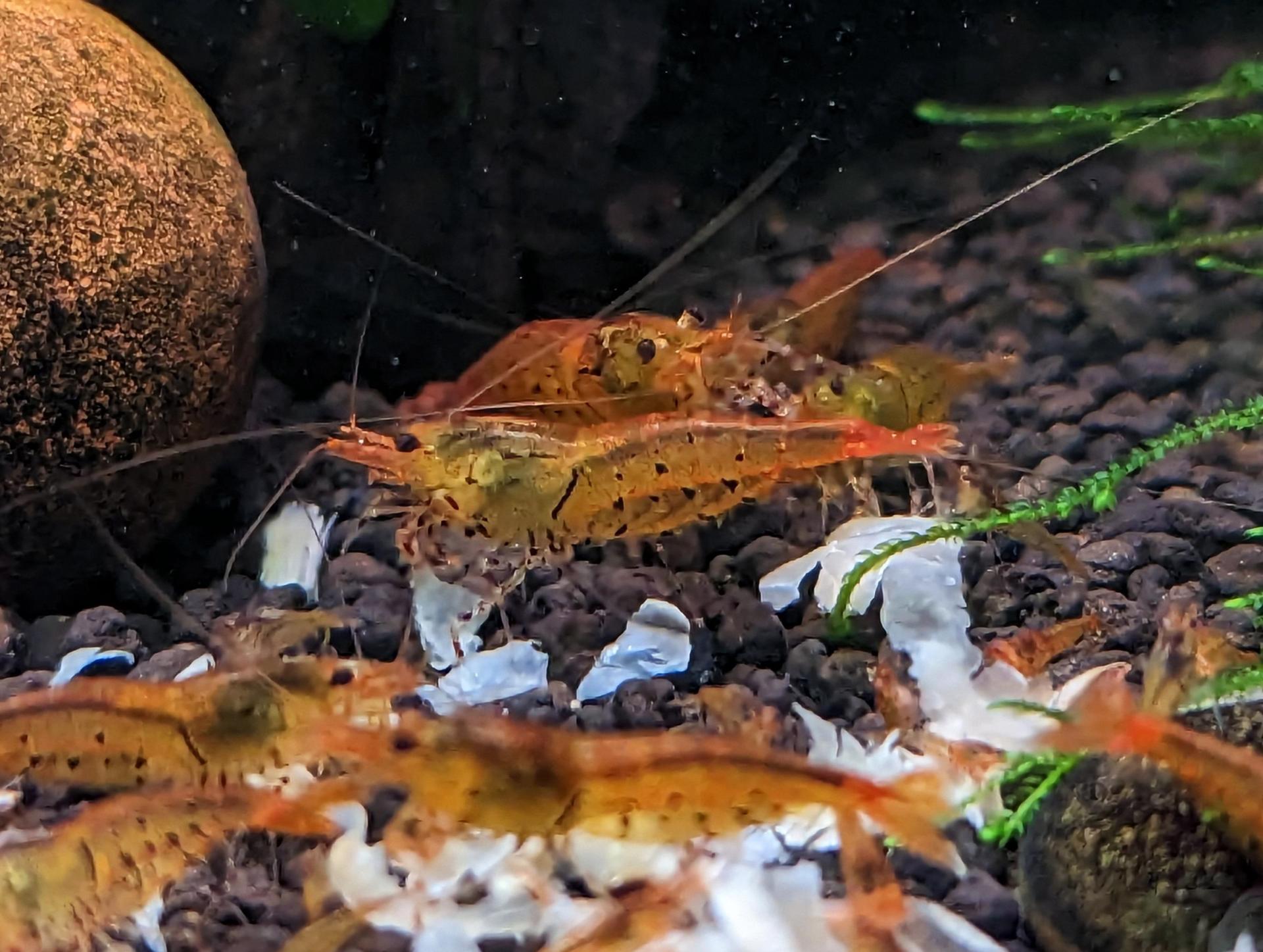 Buy Caridina Tangerine Tiger Shrimp online in Australia | Point Pleco ...