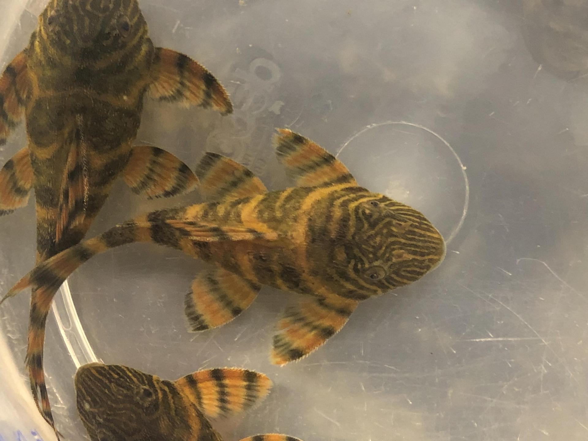 Buy L-Number Plecos online in Australia | Point Pleco Aquariums