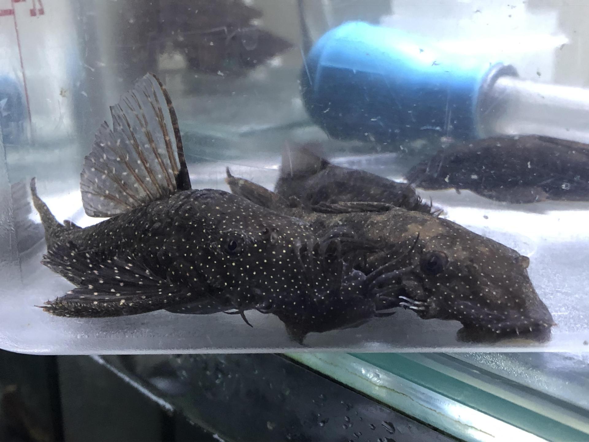 Buy quality L-Number Plecos & Shrimp online in Australia | Point Pleco ...