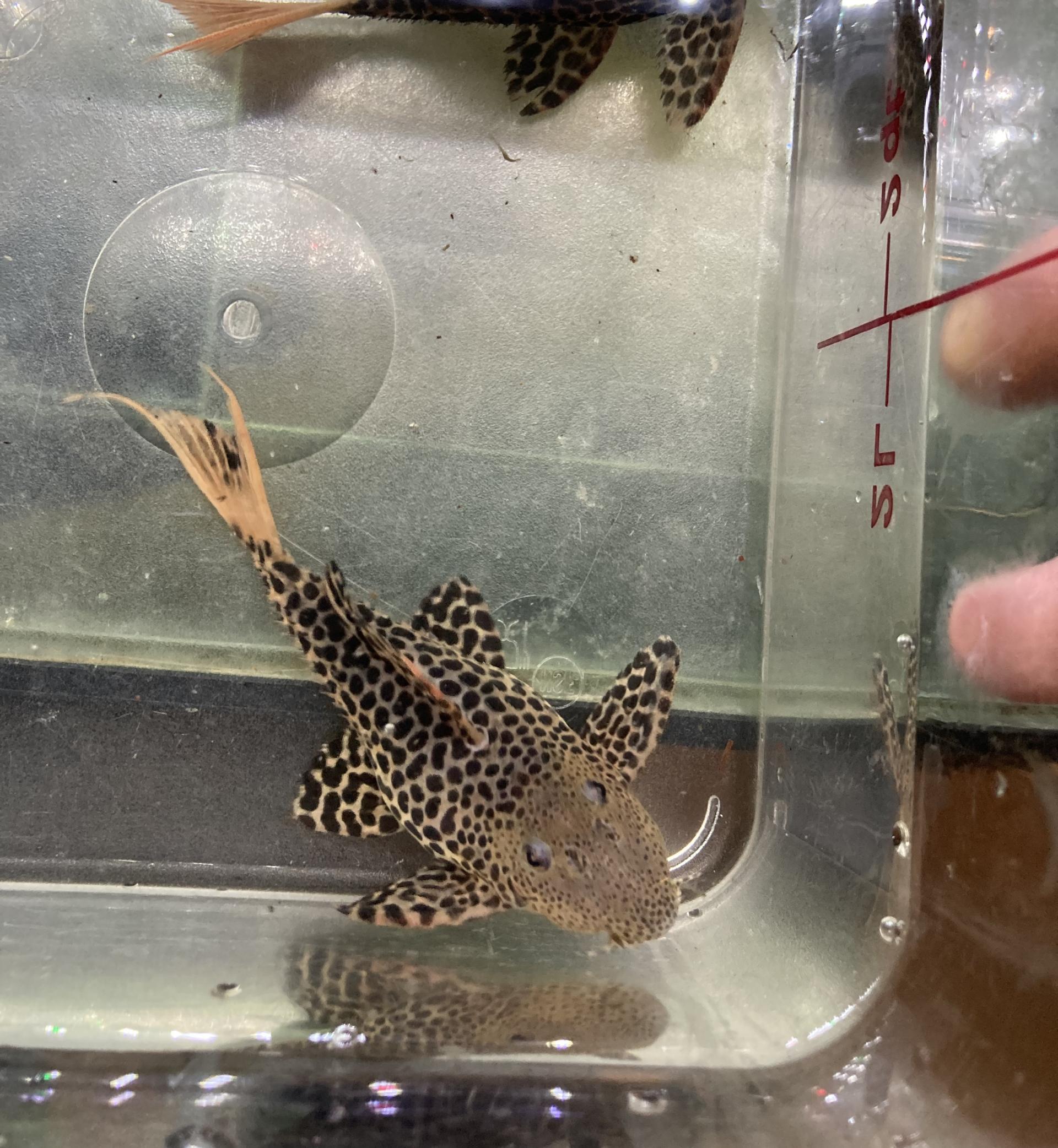Buy quality L-Number Plecos & Shrimp online in Australia | Point Pleco ...