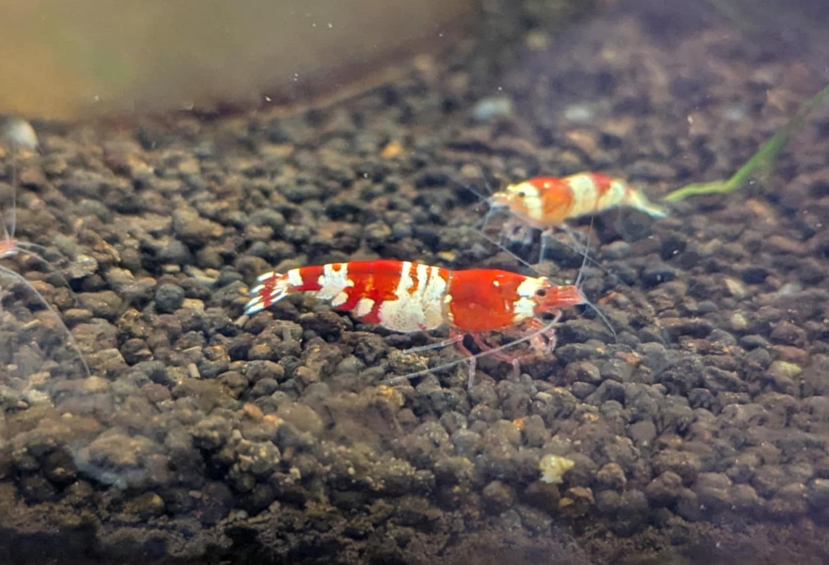 Buy Caridina and Neocaridina Shrimp online in Australia | Point Pleco ...