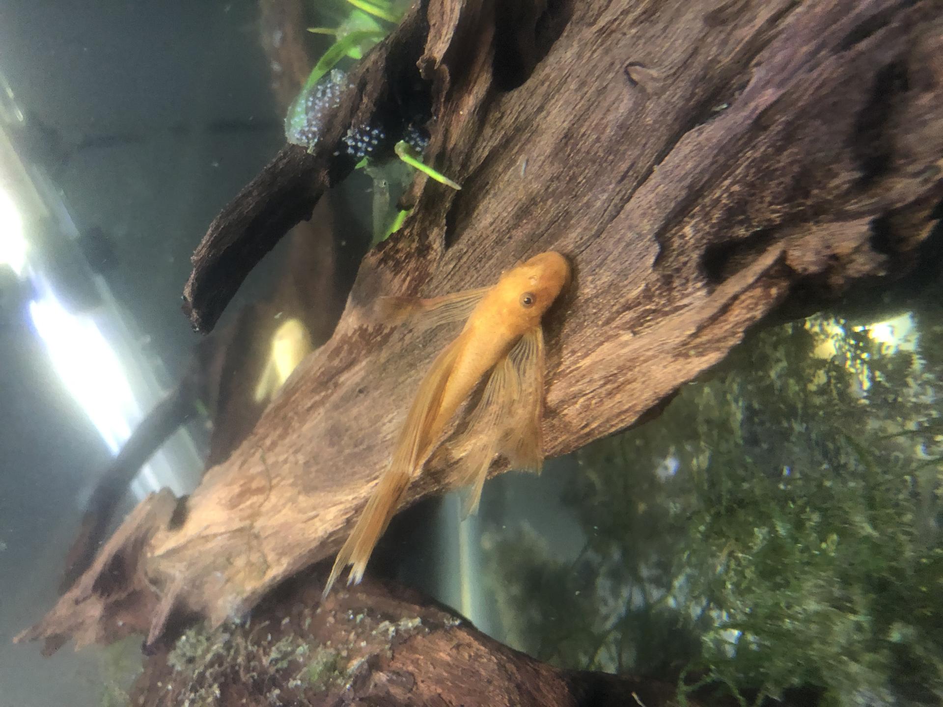 Buy Bristlenose Catfish online in Australia | Point Pleco Aquariums