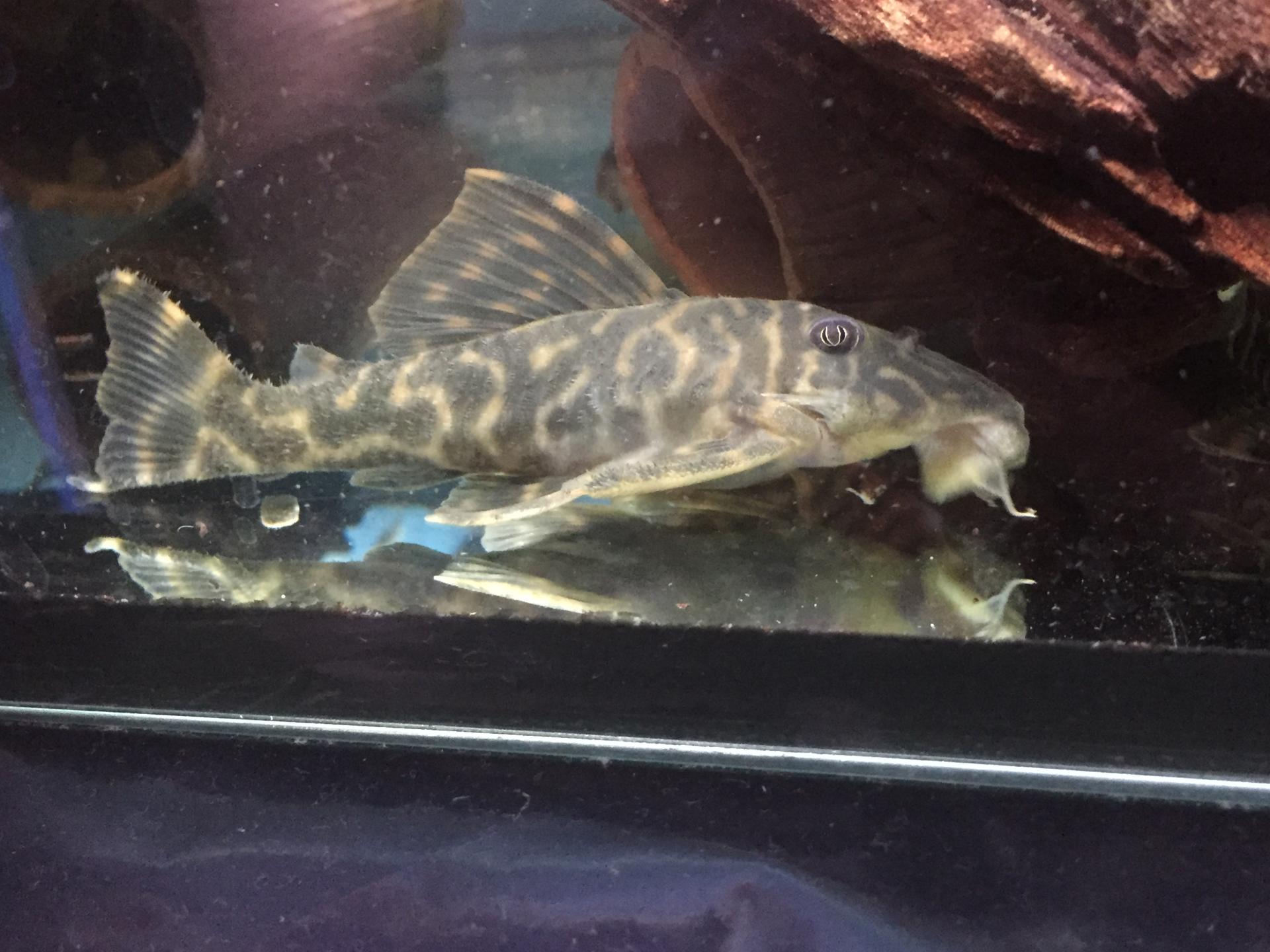 Buy quality L-Number Plecos & Shrimp online in Australia | Point Pleco ...