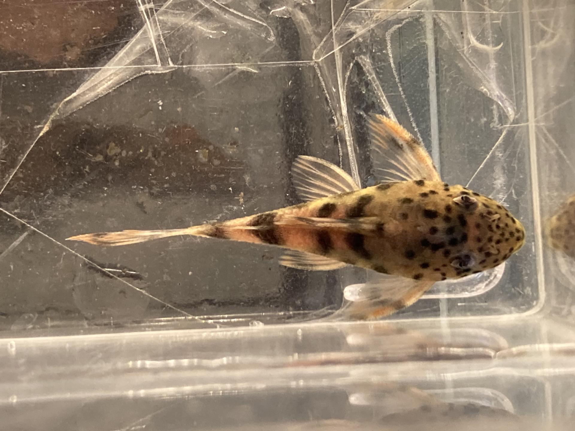 Buy L-Number Plecos online in Australia | Point Pleco Aquariums