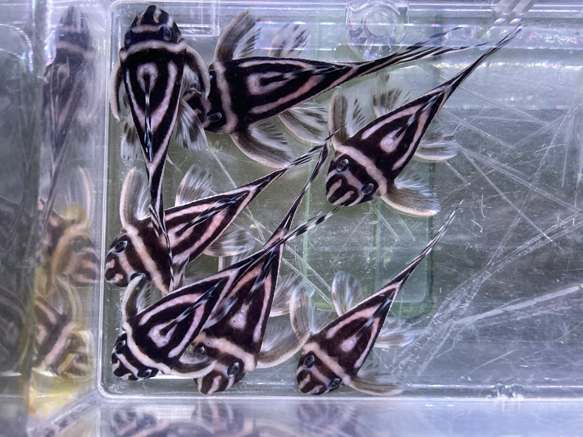 Buy quality L-Number Plecos & Shrimp online in Australia | Point Pleco ...