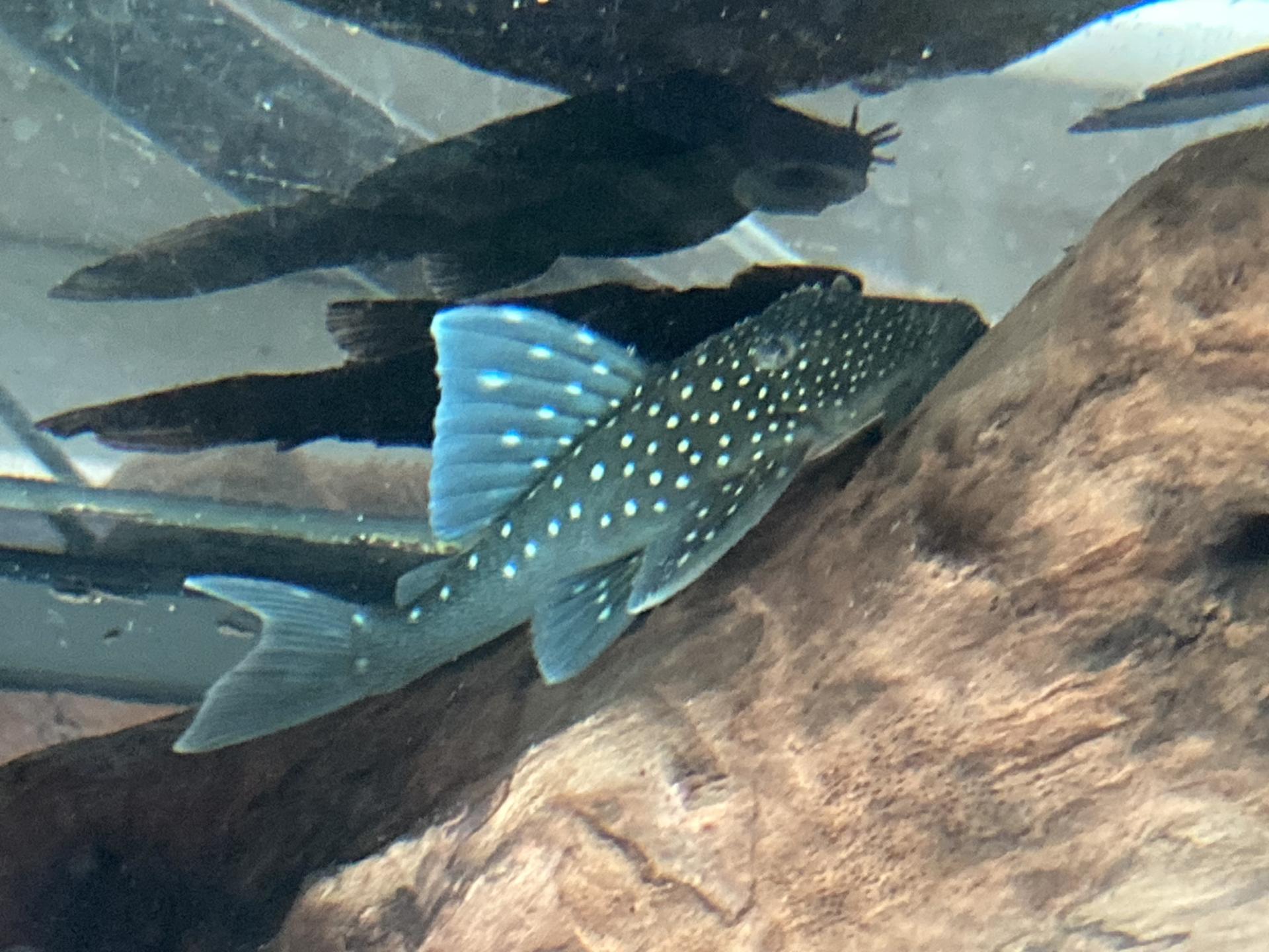 Buy L-Number Plecos online in Australia | Point Pleco Aquariums