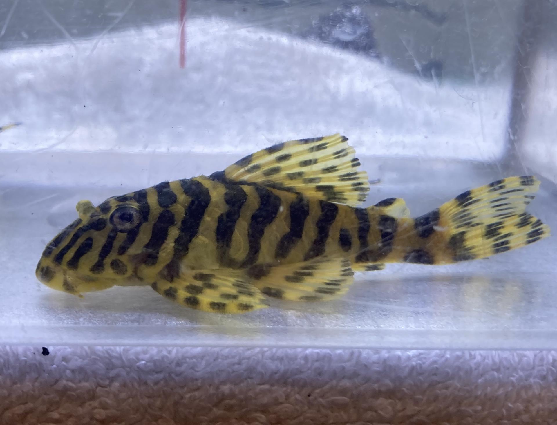 Buy L-Number Plecos online in Australia | Point Pleco Aquariums