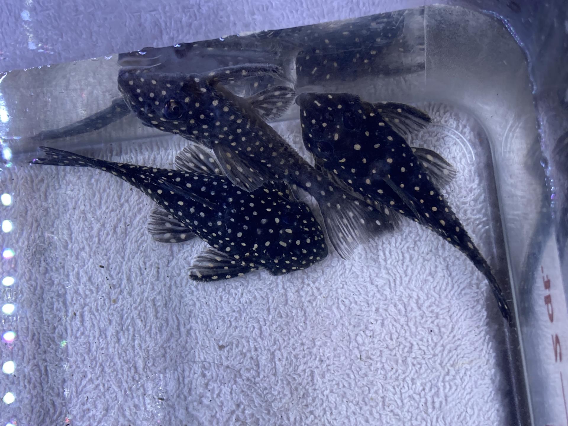 Buy quality L-Number Plecos & Shrimp online in Australia | Point Pleco ...