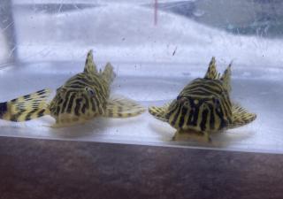 Buy L-Number Plecos online in Australia | Point Pleco Aquariums