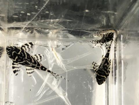 Buy quality L-Number Plecos & Shrimp online in Australia | Point Pleco ...