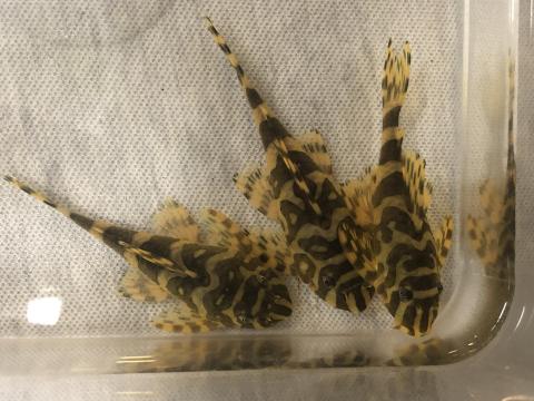 Buy L-Number Plecos online in Australia | Point Pleco Aquariums