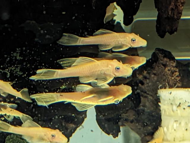 Buy Bristlenose Catfish online in Australia | Point Pleco Aquariums