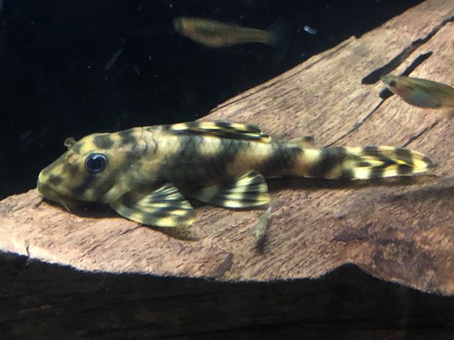 Buy L202 Shortlined Pleco online in Australia | Point Pleco Aquariums