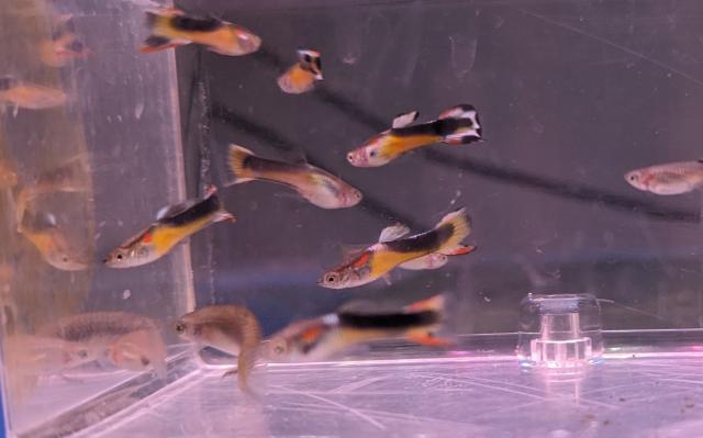 Buy endlers online in Australia | Point Pleco Aquariums