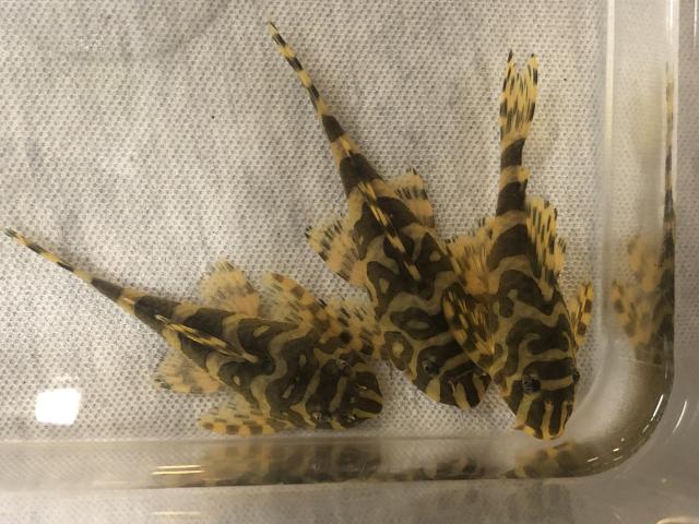 Buy L-Number Plecos online in Australia | Point Pleco Aquariums