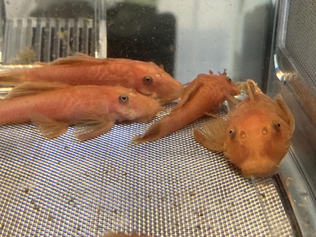 Buy Bristlenose Catfish online in Australia | Point Pleco Aquariums
