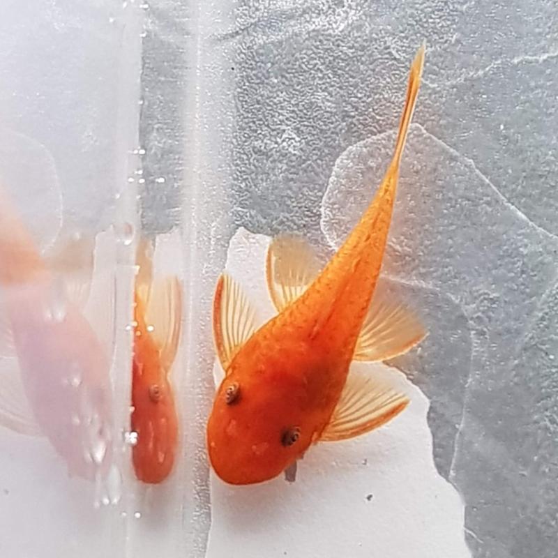 Buy Bristlenose Catfish online in Australia | Point Pleco Aquariums