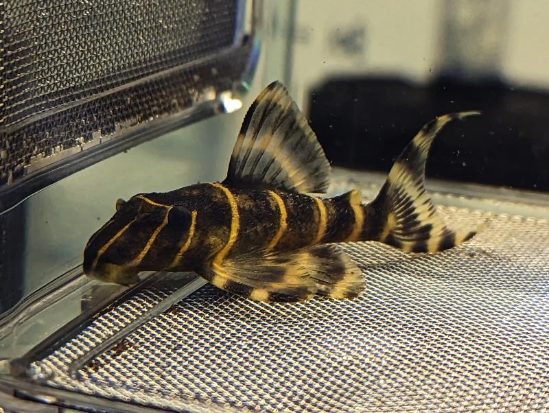 Buy L-Number Plecos online in Australia | Point Pleco Aquariums